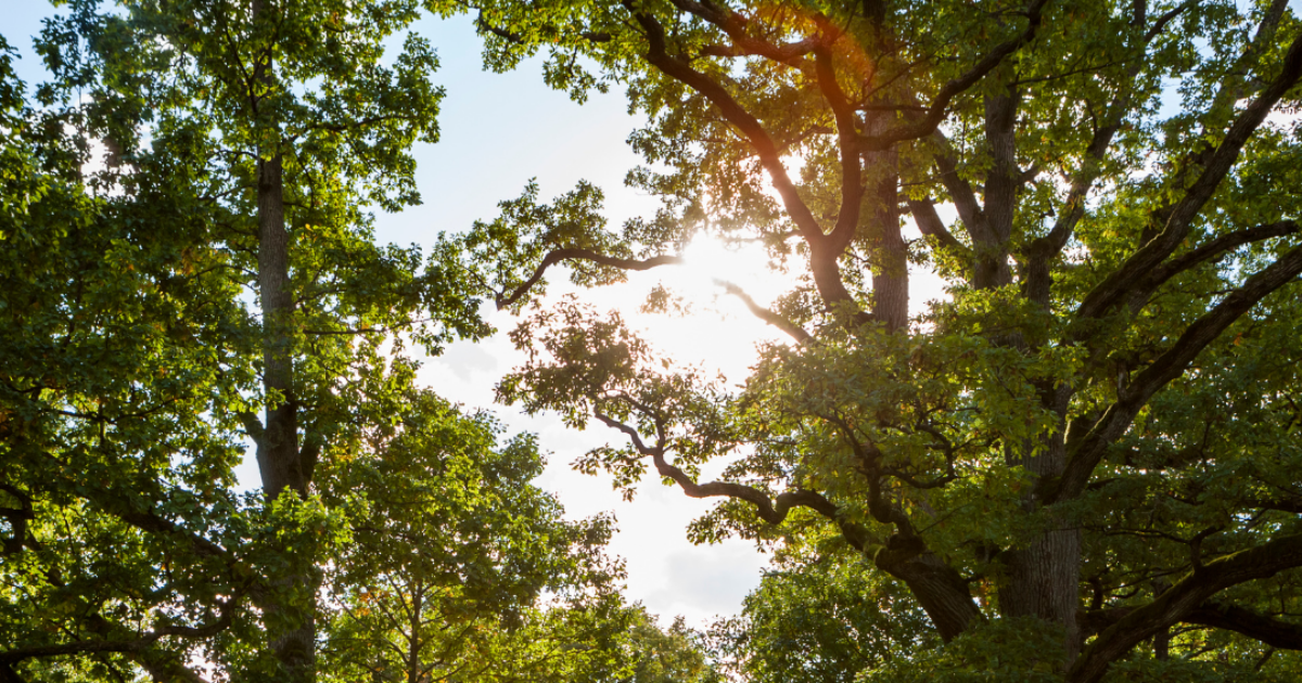 Oakbridge Insurance Expands In North Carolina With the Addition of The ...